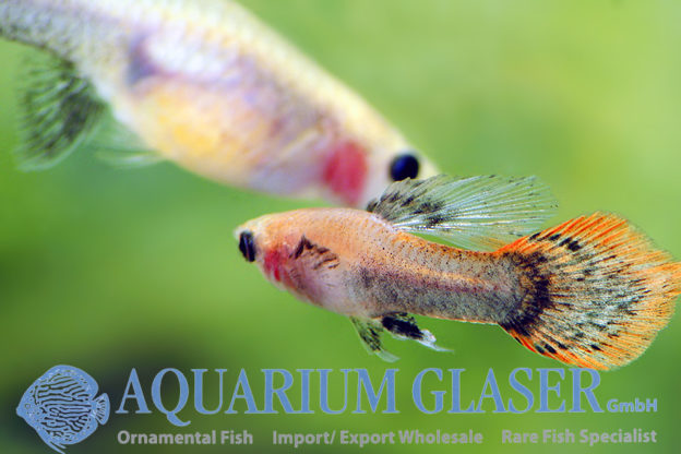 Glass Belly - Aquarium Glaser GmbH