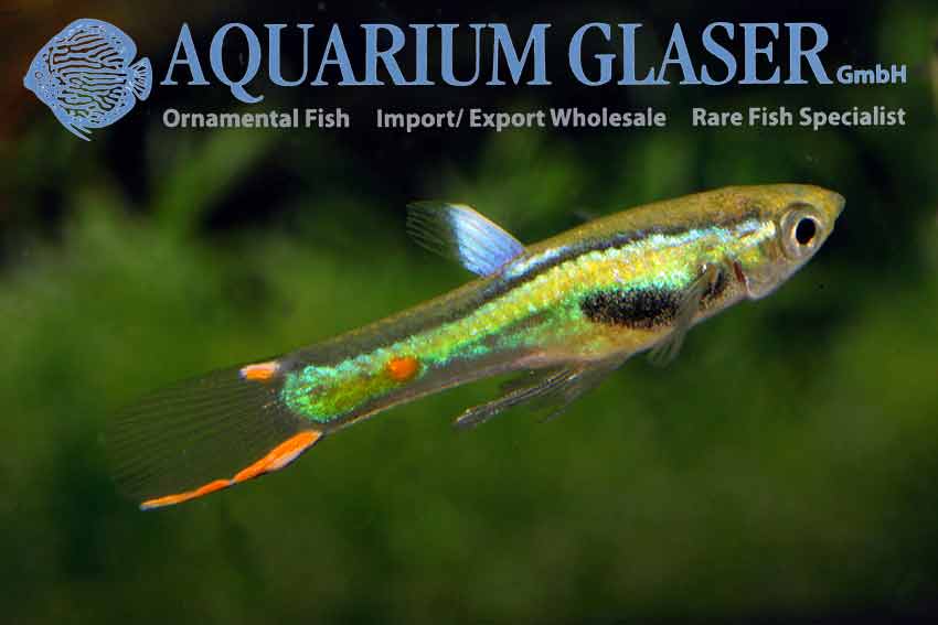 New Endler Sports - Aquarium Glaser GmbH