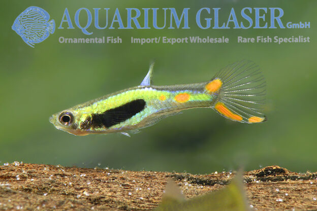 Fish Archive - Aquarium Glaser GmbH