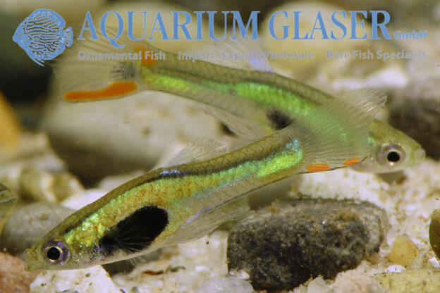 Guppy Endler Lime Green - Aquarium Glaser GmbH