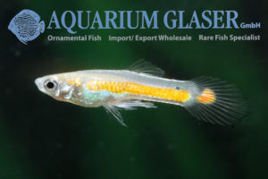 Wildguppy "Rio Morichal" - Aquarium Glaser GmbH