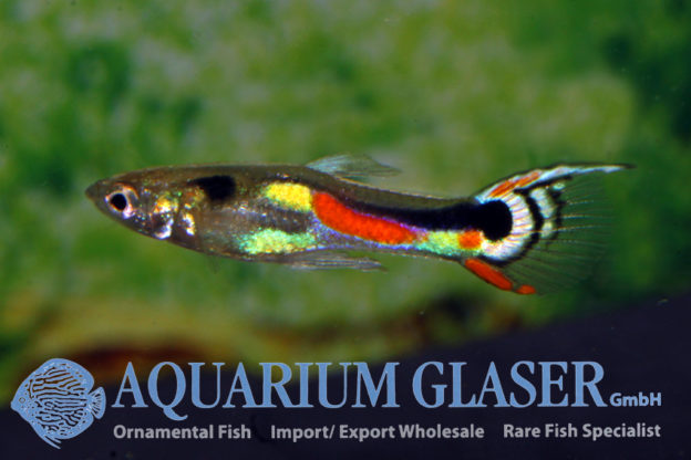 Poecilia wingei, Endler-Guppy „White Peacock“ - Aquarium Glaser GmbH