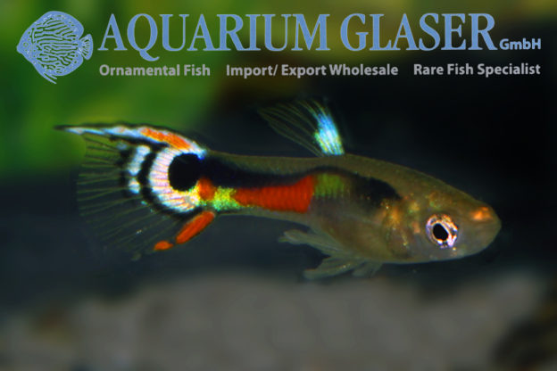 Poecilia wingei, Endler´s Livebearer „White Peacock“ - Aquarium Glaser GmbH