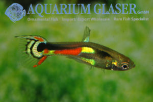 Poecilia wingei, Endler´s Livebearer „White Peacock“ - Aquarium Glaser GmbH