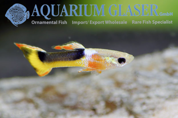 Guppy Endler Red Chest Saddleback - Aquarium Glaser GmbH