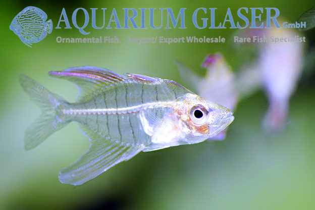 Gymnochanda ploegi - Aquarium Glaser GmbH