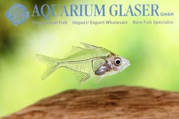 Gymnochanda flamea - Aquarium Glaser GmbH