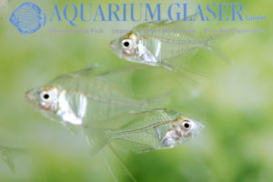 Gymnochanda flamea - Aquarium Glaser GmbH