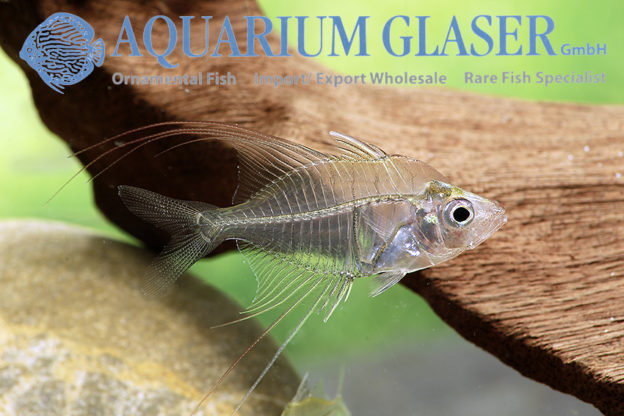 Gymnochanda flamea - Aquarium Glaser GmbH