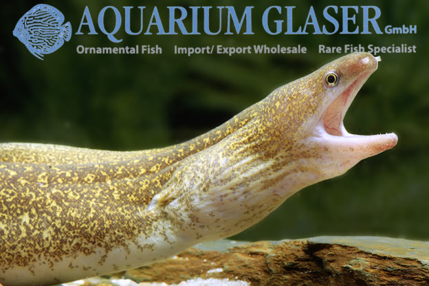 05. Aalartige - Aquarium Glaser GmbH