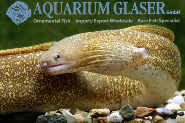 Gymnothorax tile - Aquarium Glaser GmbH