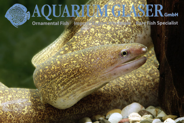 05. Eels - Aquarium Glaser GmbH