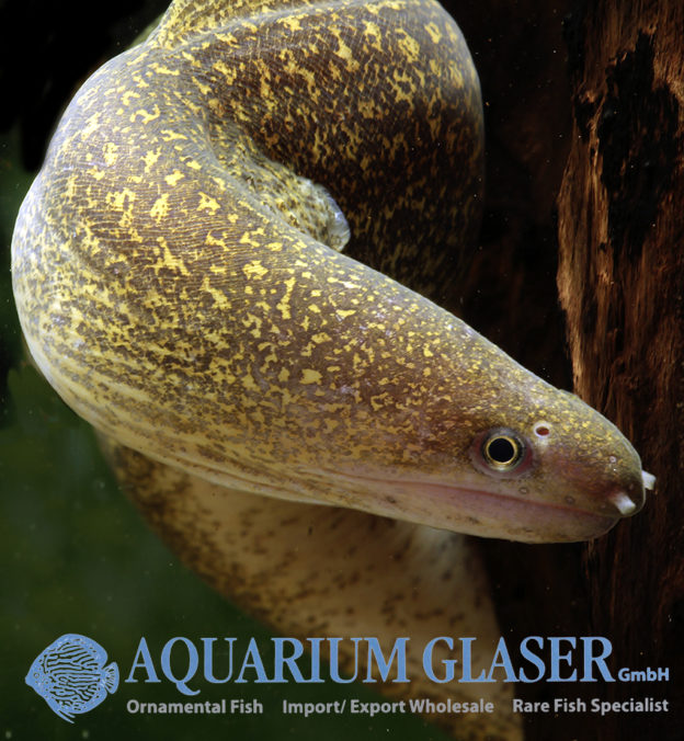 Gymnothorax tile - Aquarium Glaser GmbH
