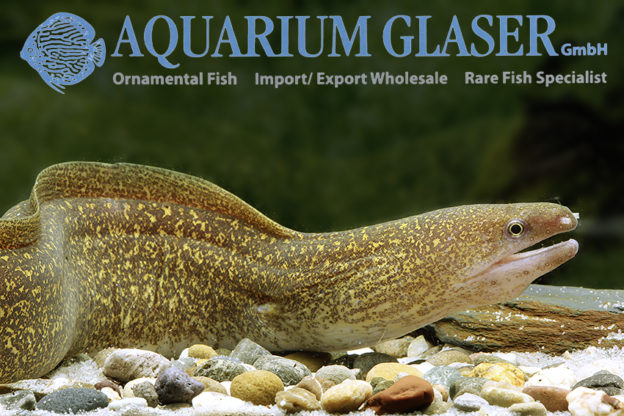 Gymnothorax tile - Aquarium Glaser GmbH