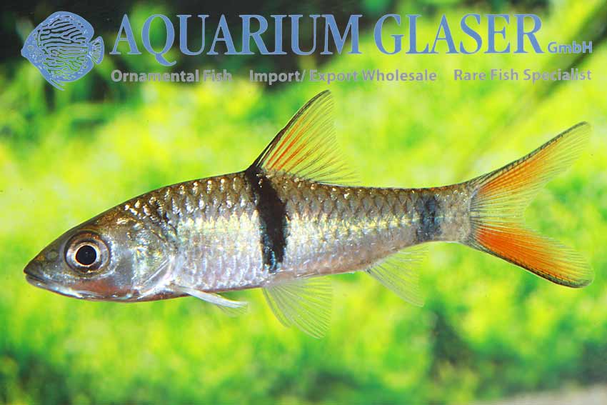 Hampala macrolepidota - Aquarium Glaser GmbH