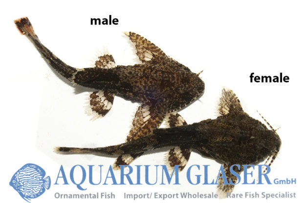 Hara hara/Erethistes pusillus - Aquarium Glaser GmbH