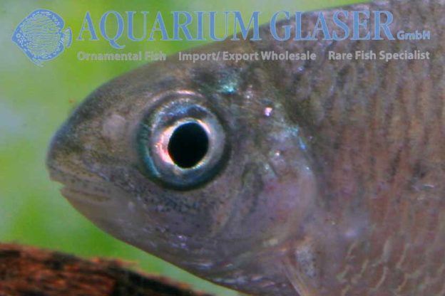 Cyprinion semiplotum - Aquarium Glaser GmbH