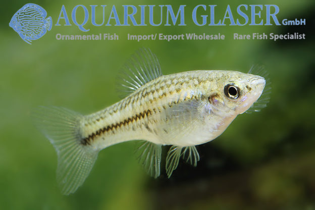 Xiphophorus montezumae - Aquarium Glaser GmbH