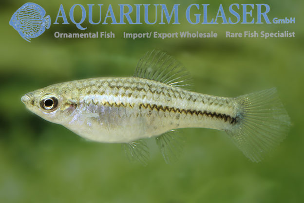 Xiphophorus montezumae - Aquarium Glaser GmbH