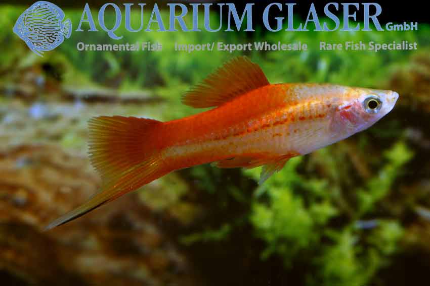 Pineapple Swordtail Fish