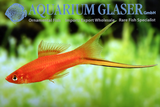 Xiphophorus hellerii King Lyratail - Aquarium Glaser GmbH