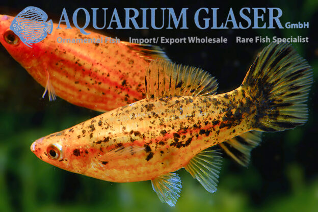 Fish Archive - Aquarium Glaser GmbH