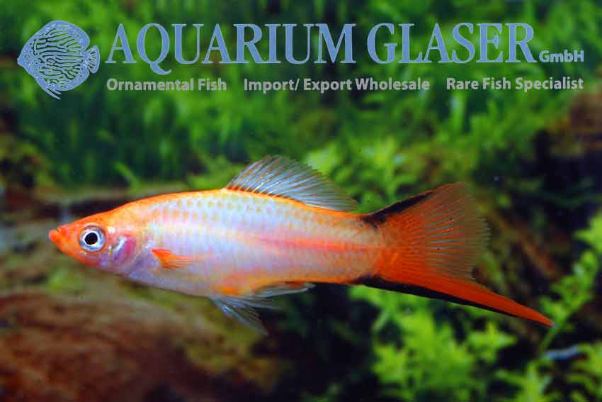 Xiphophorus hellerii Pastel Comet - Aquarium Glaser GmbH