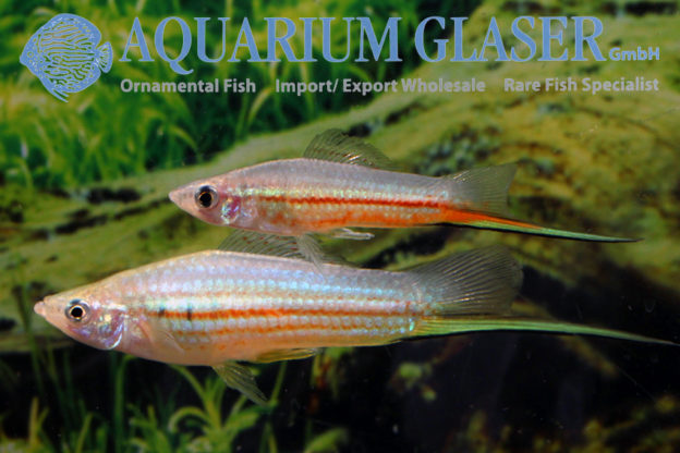 Fischarchiv - Seite 13 von 30 - Aquarium Glaser GmbH