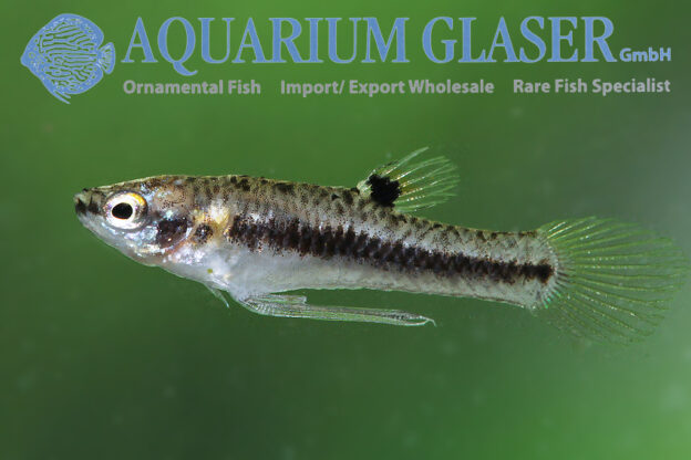 Fish Archive - Aquarium Glaser GmbH