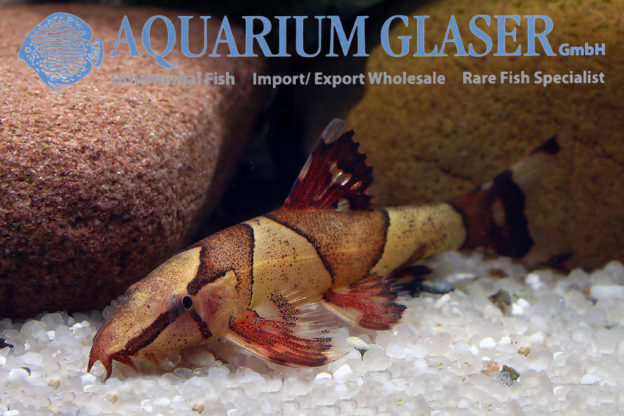 Homaloptera parclitella - Aquarium Glaser GmbH