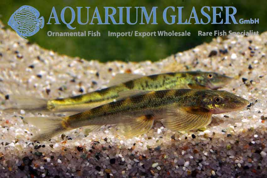 Homaloptera cf. leonardi Vietnam - Aquarium Glaser GmbH