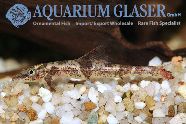 Homaloptera ogilviei - Aquarium Glaser GmbH