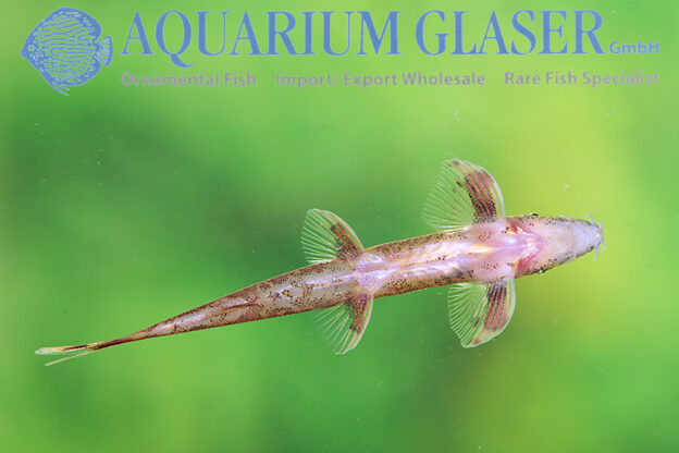 Homaloptera ogilviei - Aquarium Glaser GmbH