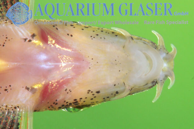 Homaloptera ogilviei - Aquarium Glaser GmbH