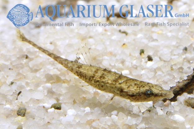 Indostomus paradoxus - Aquarium Glaser GmbH