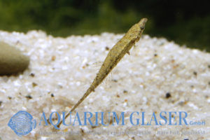 Indostomus paradoxus - Aquarium Glaser GmbH