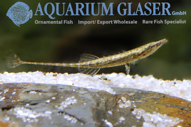 Indostomus paradoxus - Aquarium Glaser GmbH