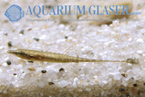 Indostomus paradoxus - Aquarium Glaser GmbH