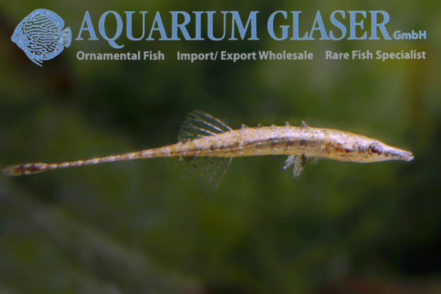 Indostomus paradoxus - Aquarium Glaser GmbH