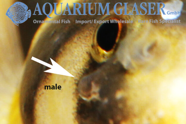 Kapuasia falaris - Aquarium Glaser GmbH