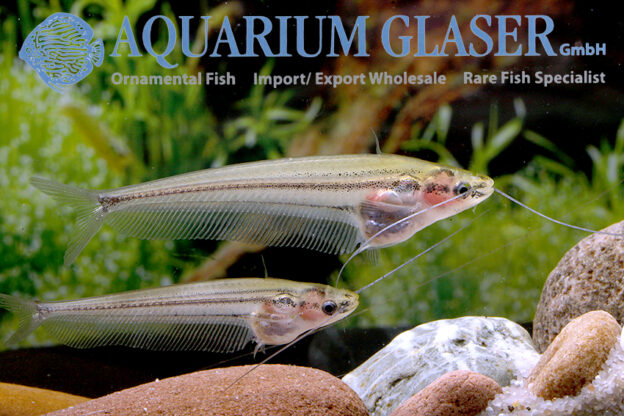 Kryptopterus macrocephalus - Aquarium Glaser GmbH