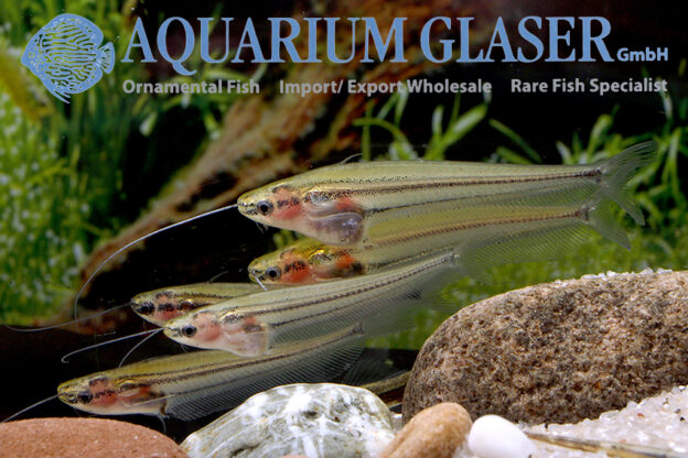 Kryptopterus macrocephalus - Aquarium Glaser GmbH