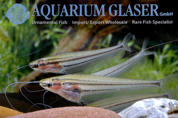 Kryptopterus macrocephalus - Aquarium Glaser GmbH