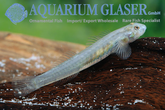 25f. Perchlike fishes (6): Gobies - Aquarium Glaser GmbH