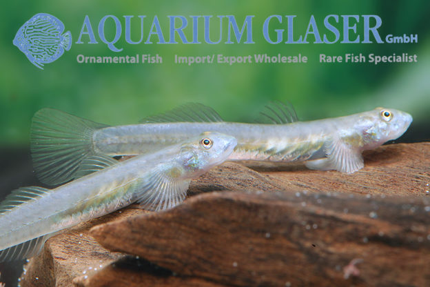 25f. Perchlike fishes (6): Gobies - Aquarium Glaser GmbH