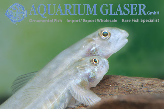 25f. Perchlike fishes (6): Gobies - Aquarium Glaser GmbH