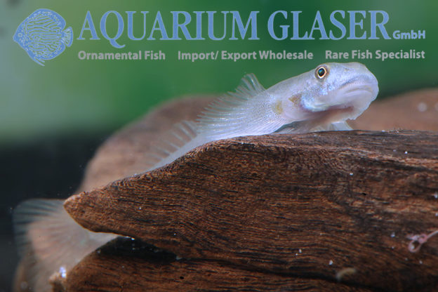 25f. Perchlike fishes (6): Gobies - Aquarium Glaser GmbH