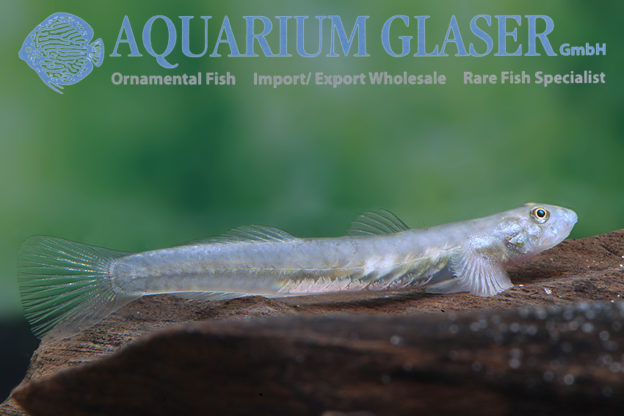 25f. Perchlike fishes (6): Gobies - Aquarium Glaser GmbH