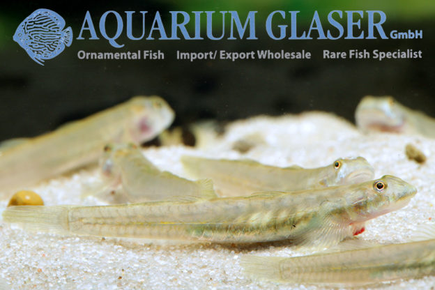 25f. Perchlike fishes (6): Gobies - Aquarium Glaser GmbH