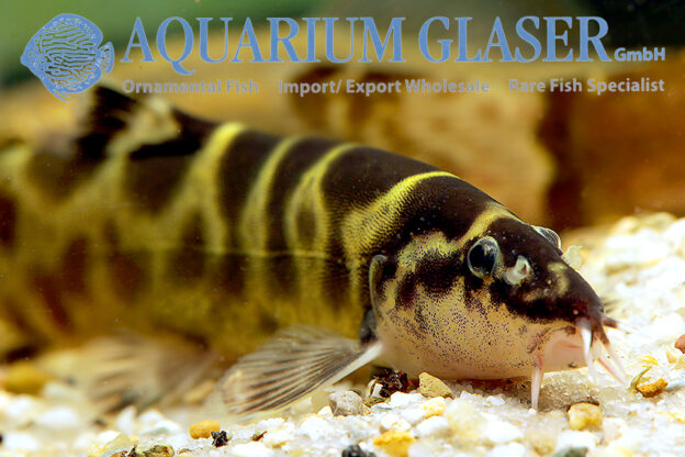 Leptobotia tchangi - Aquarium Glaser GmbH